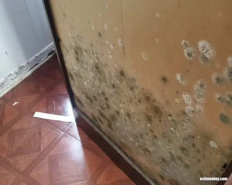 What Are The Top Signs Of Mold Sickness