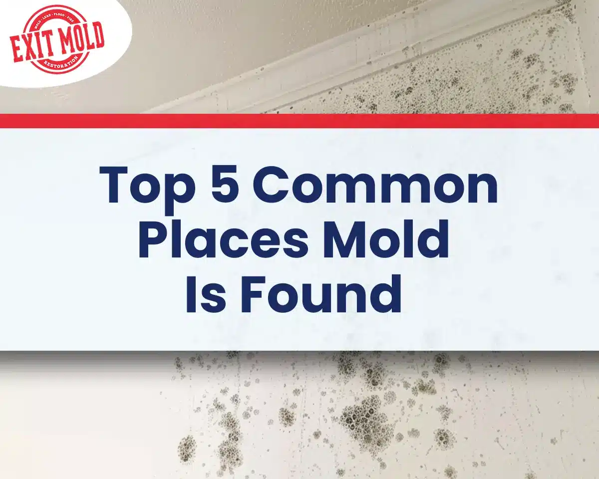 Blog - Exit Mold