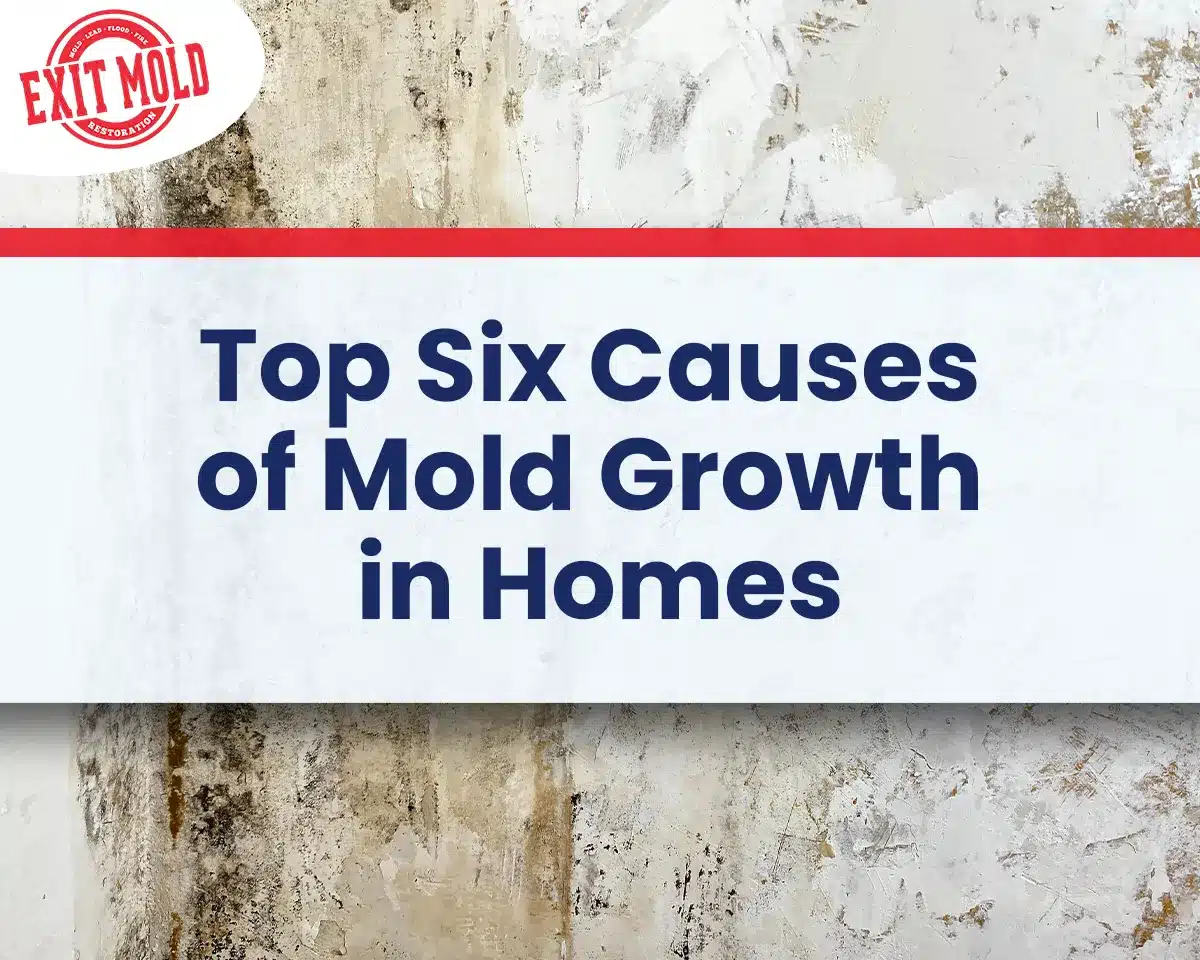Top 6 Causes Of Mold Growth In Homes