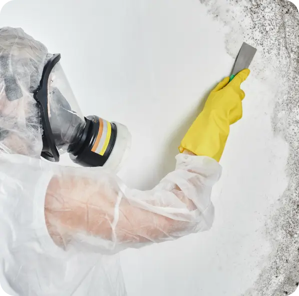 Mold Removal NYC & Long Island | Certified Mold Remediation