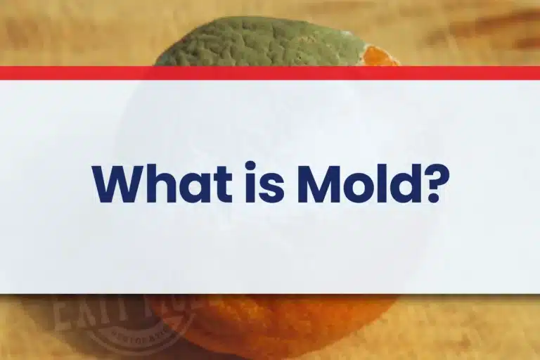 What Is Mold?