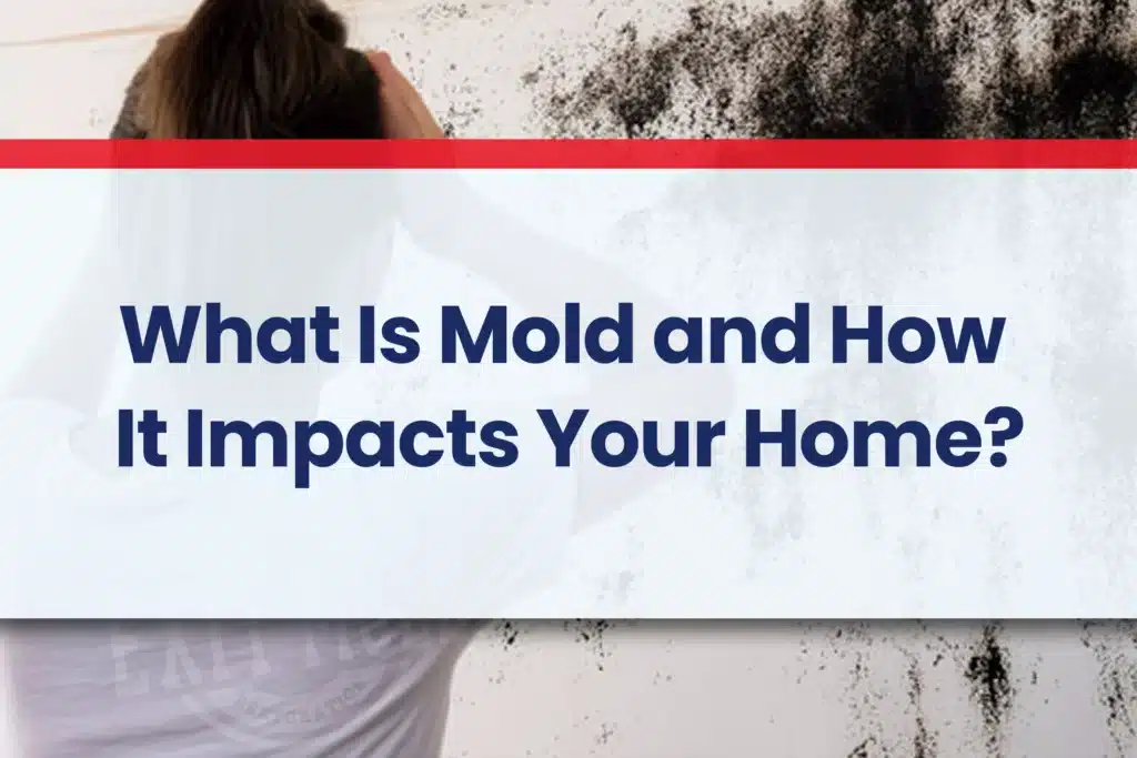 What Is Mold And How It Impacts Your Home? | Exit Mold